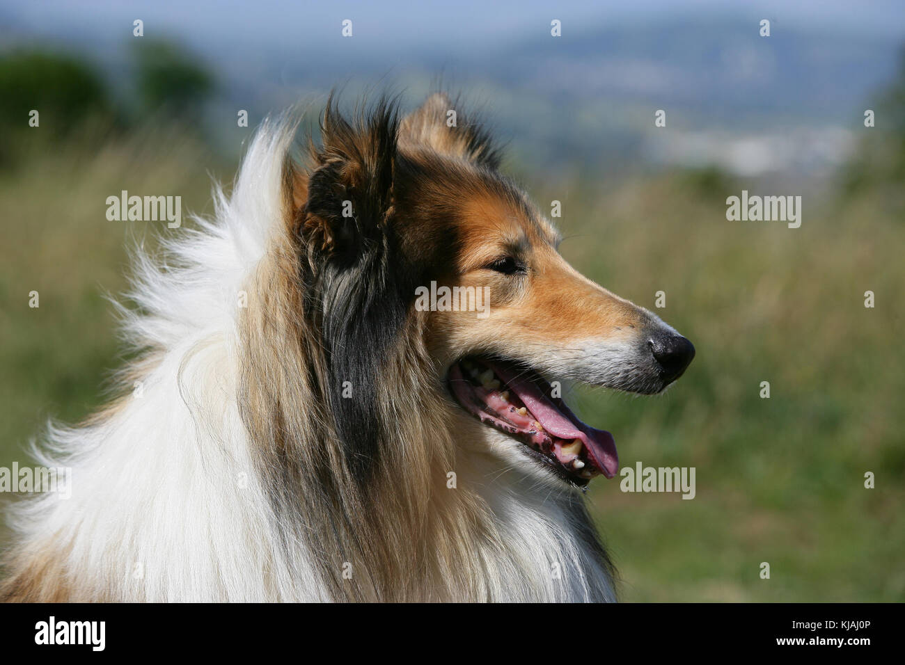 Rough Collie dog panting side view headshot Stock Photo - Alamy