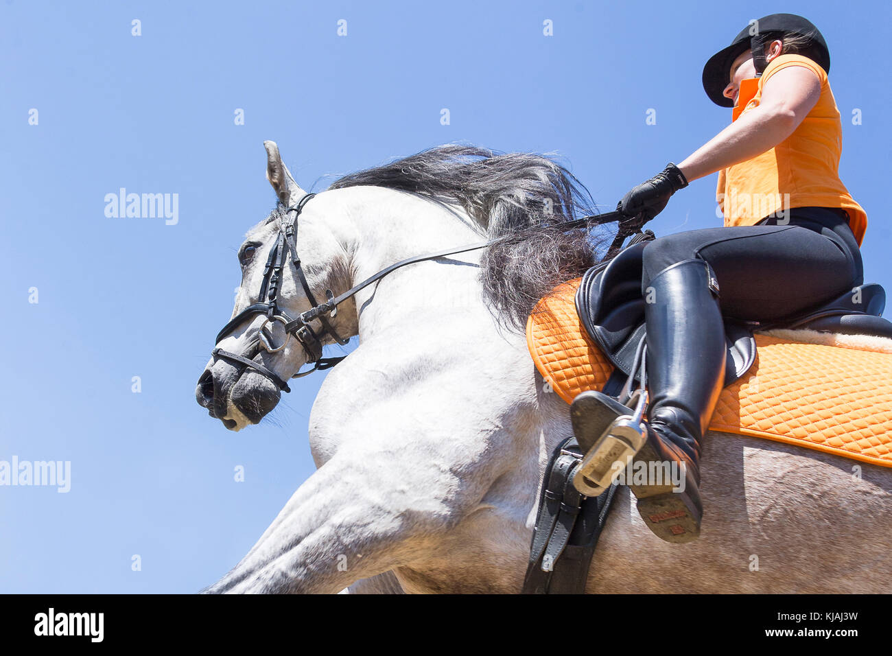 Pure Spanish Horse, Andalusian. Rider on juvenile gray stallion ...