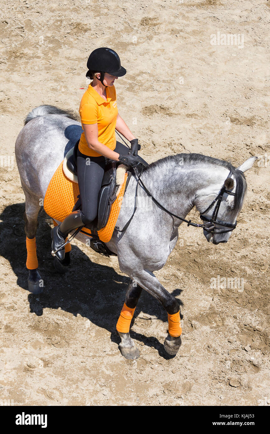 Pure Spanish Horse, Andalusian. Rider on juvenile gray stallion on a ...