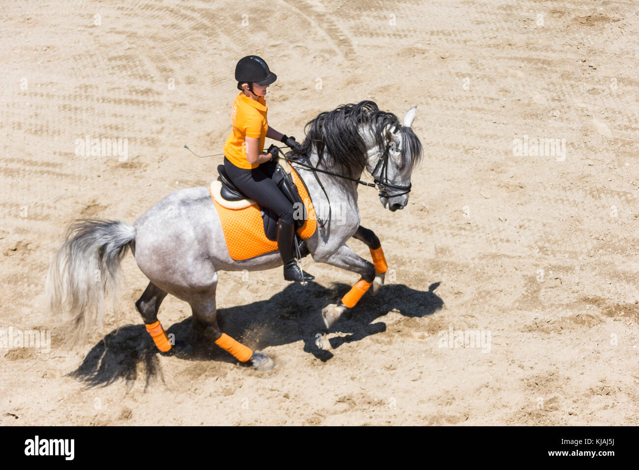 Pure Spanish Horse, Andalusian. Rider on juvenile gray stallion on a ...