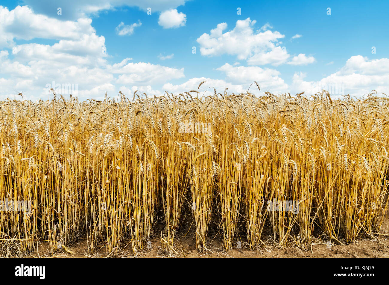 golden crop in field under blue sky with clouds Stock Photo - Alamy