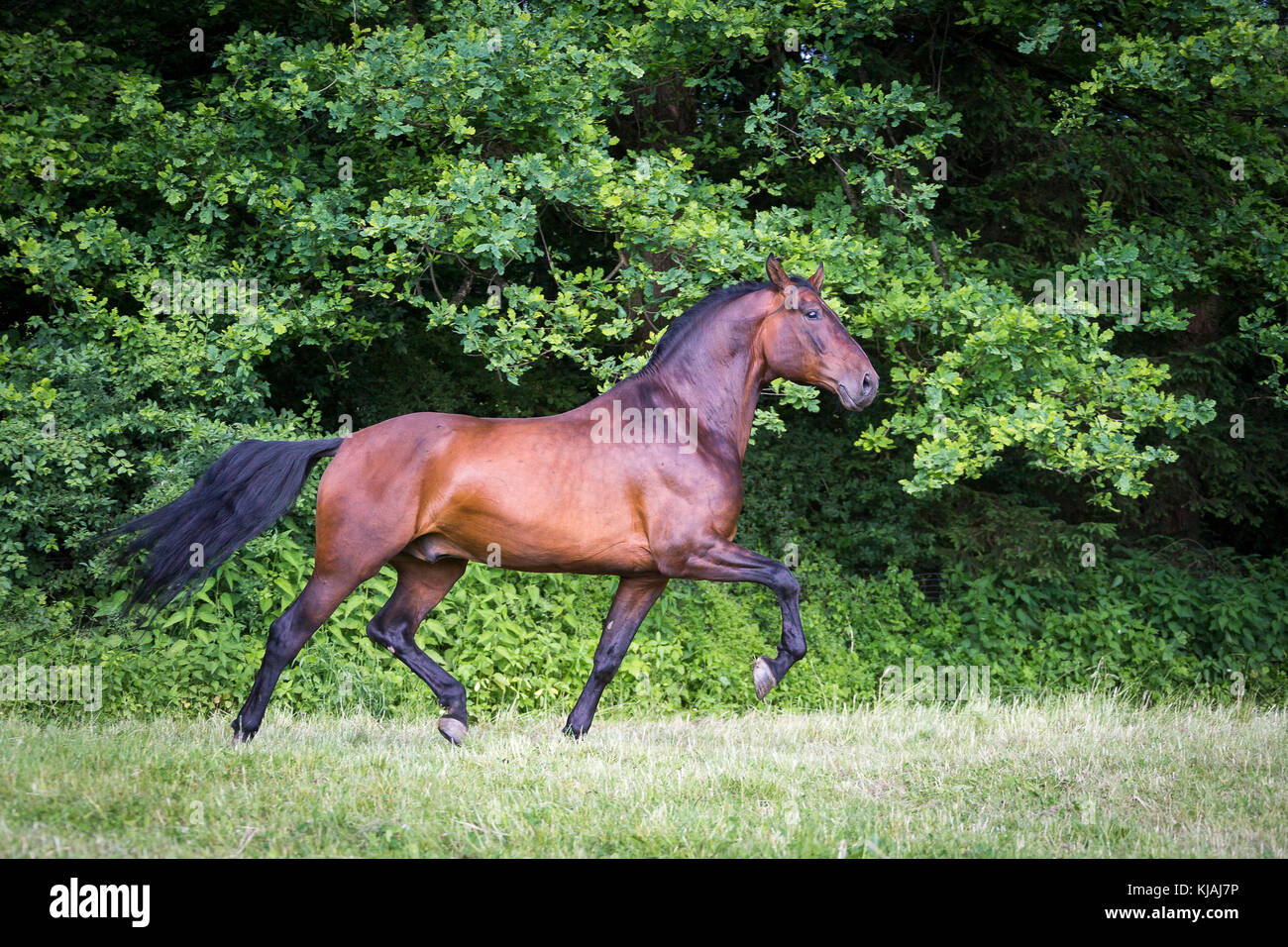 Pure Spanish Horse, Andalusian. Bay stallion trotting on a meadow ...