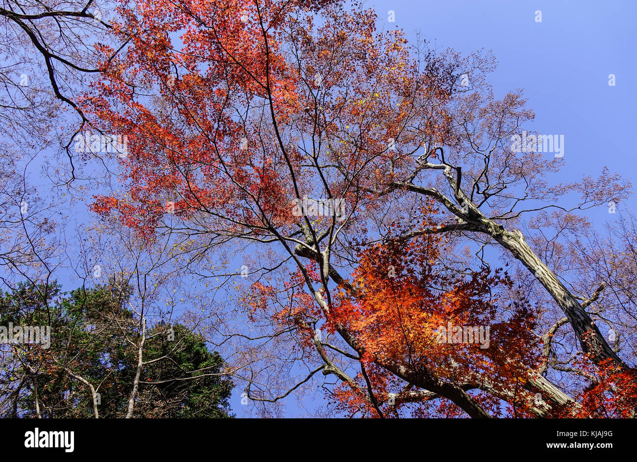 Autumn trees under blue sky at sunny day in Tokyo, Japan Stock Photo ...