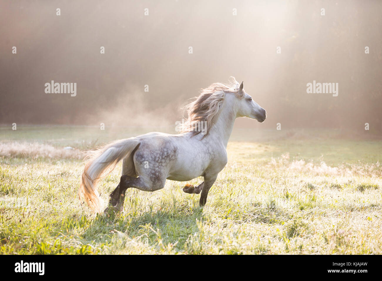 Pure Spanish Horse, Andalusian. Gray gelding trotting on a meadow on a ...