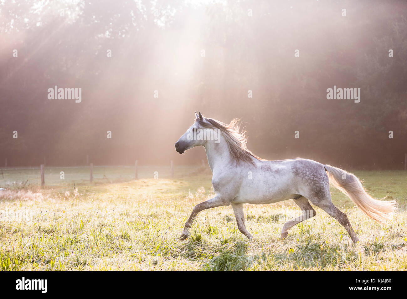 Pure Spanish Horse, Andalusian. Gray gelding trotting on a meadow on a ...