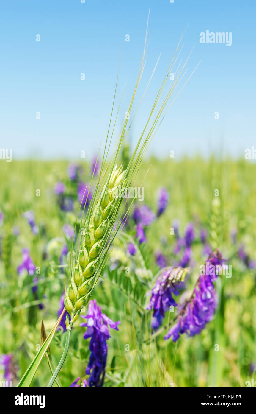 green spike with purple flowers in field Stock Photo - Alamy