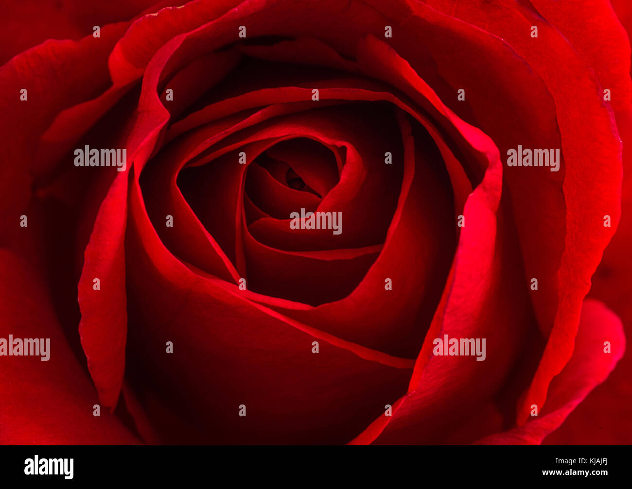Beautiful red rose, macro photography Stock Photo - Alamy