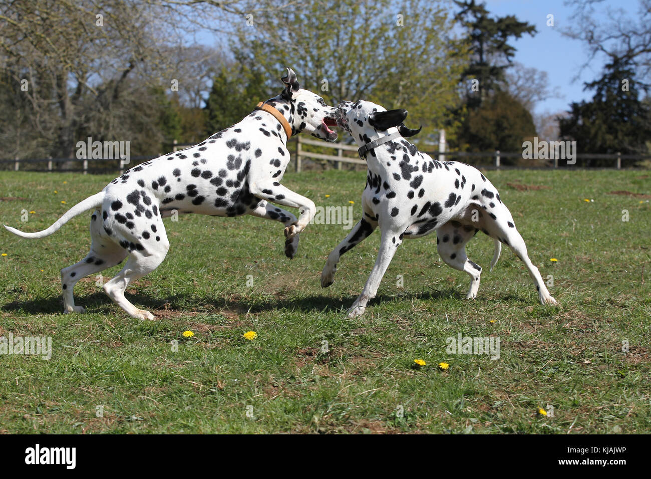 Jumping together in the grass hi-res stock photography and images - Alamy