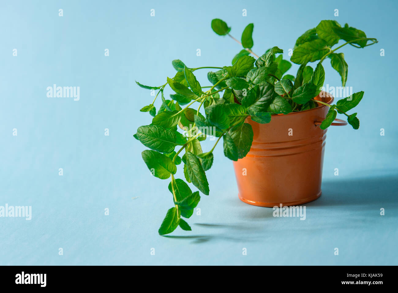 Fresh mint in a bucket on a blue background Stock Photo - Alamy