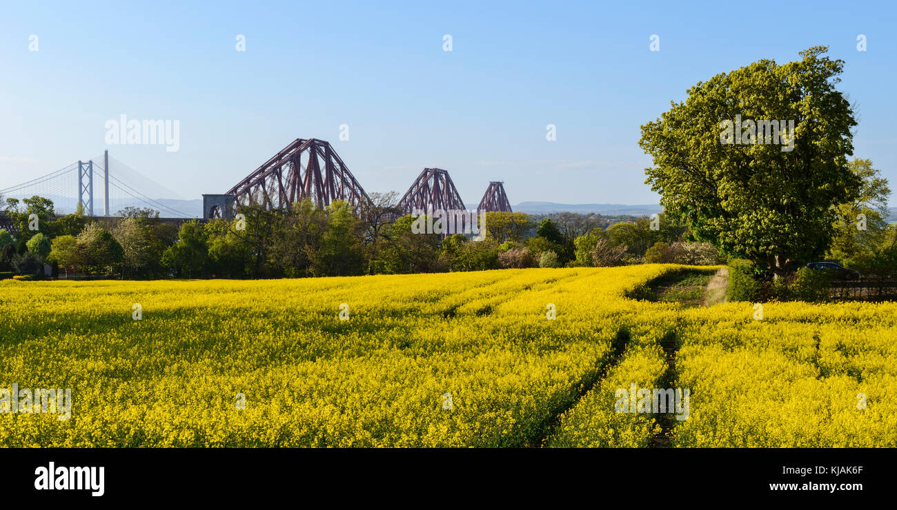 Yellow rapeseed field with backdrop of the three bridges on the River ...