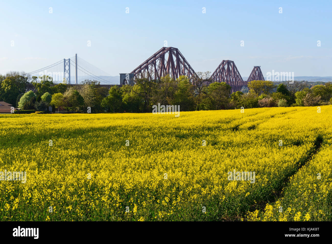 Yellow rapeseed field with backdrop of the three bridges on the River ...
