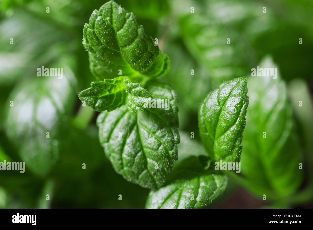 Fresh mint leaves, macro shot Stock Photo - Alamy