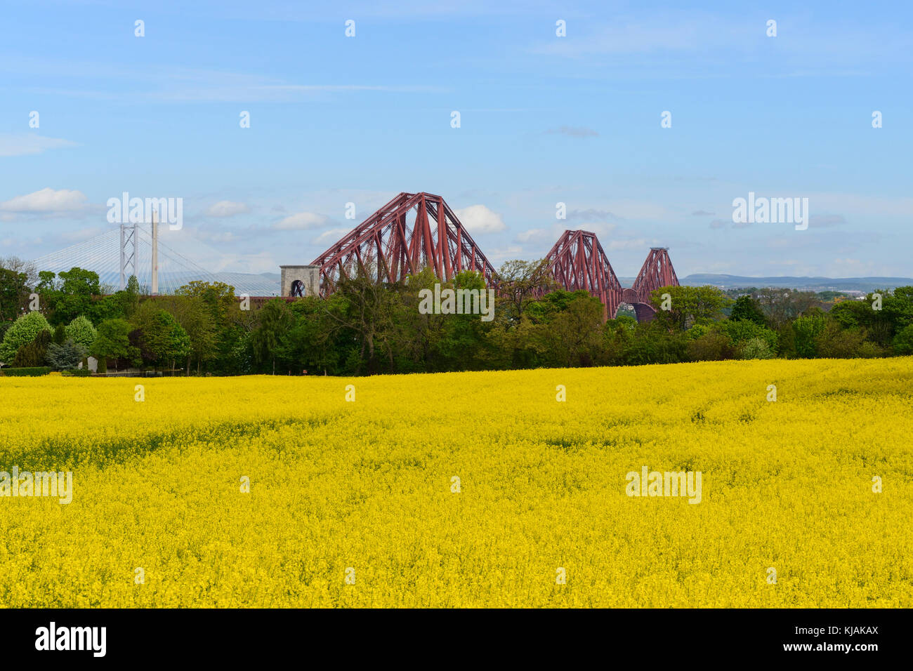 Yellow rapeseed field with backdrop of the three bridges on the River ...