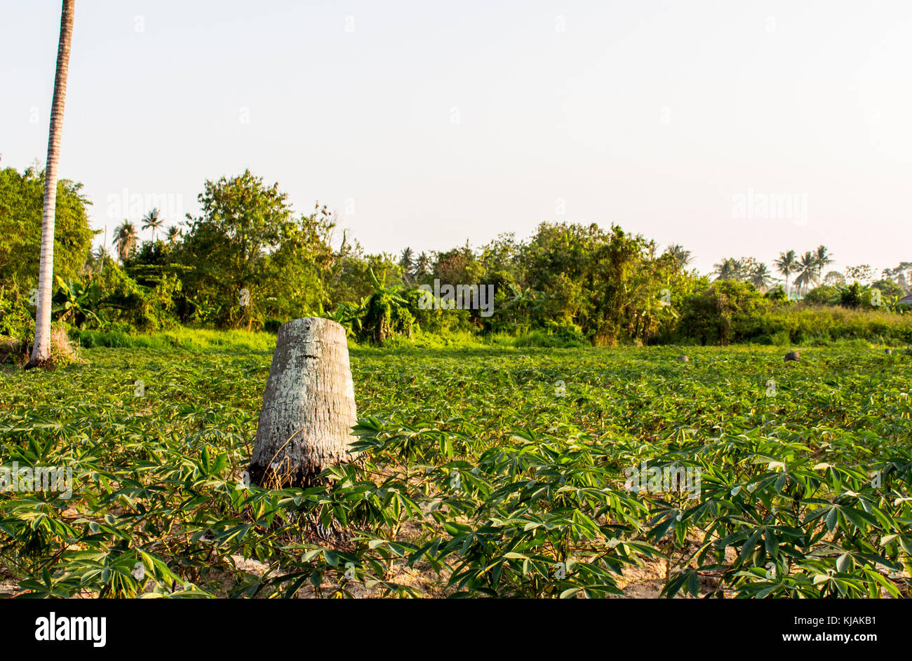 Old stump of coconut tree in cassava plantation at the farm Stock Photo ...