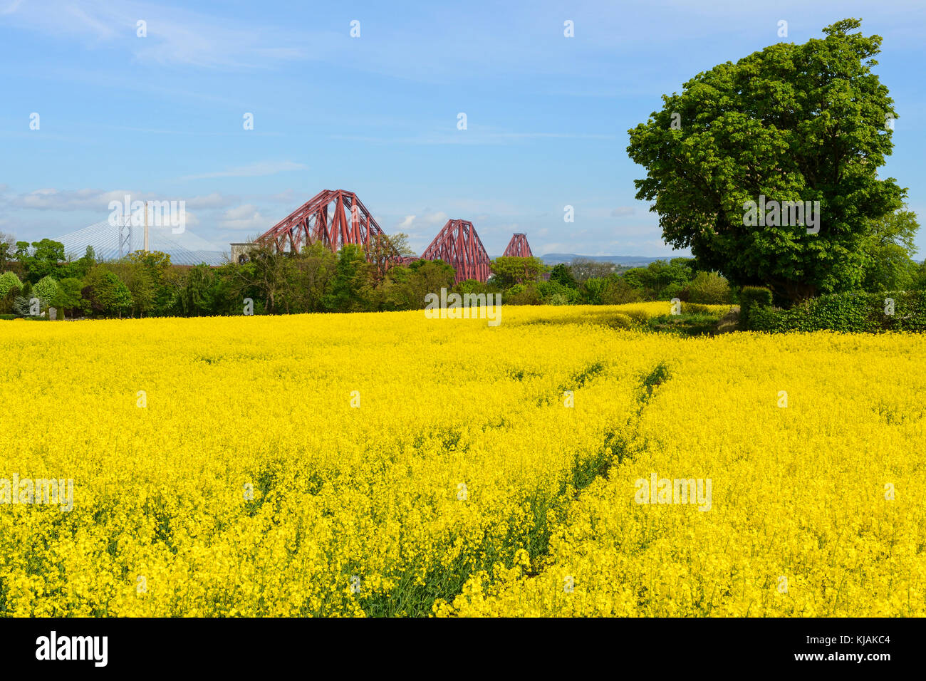 Yellow rapeseed field with backdrop of the three bridges on the River ...