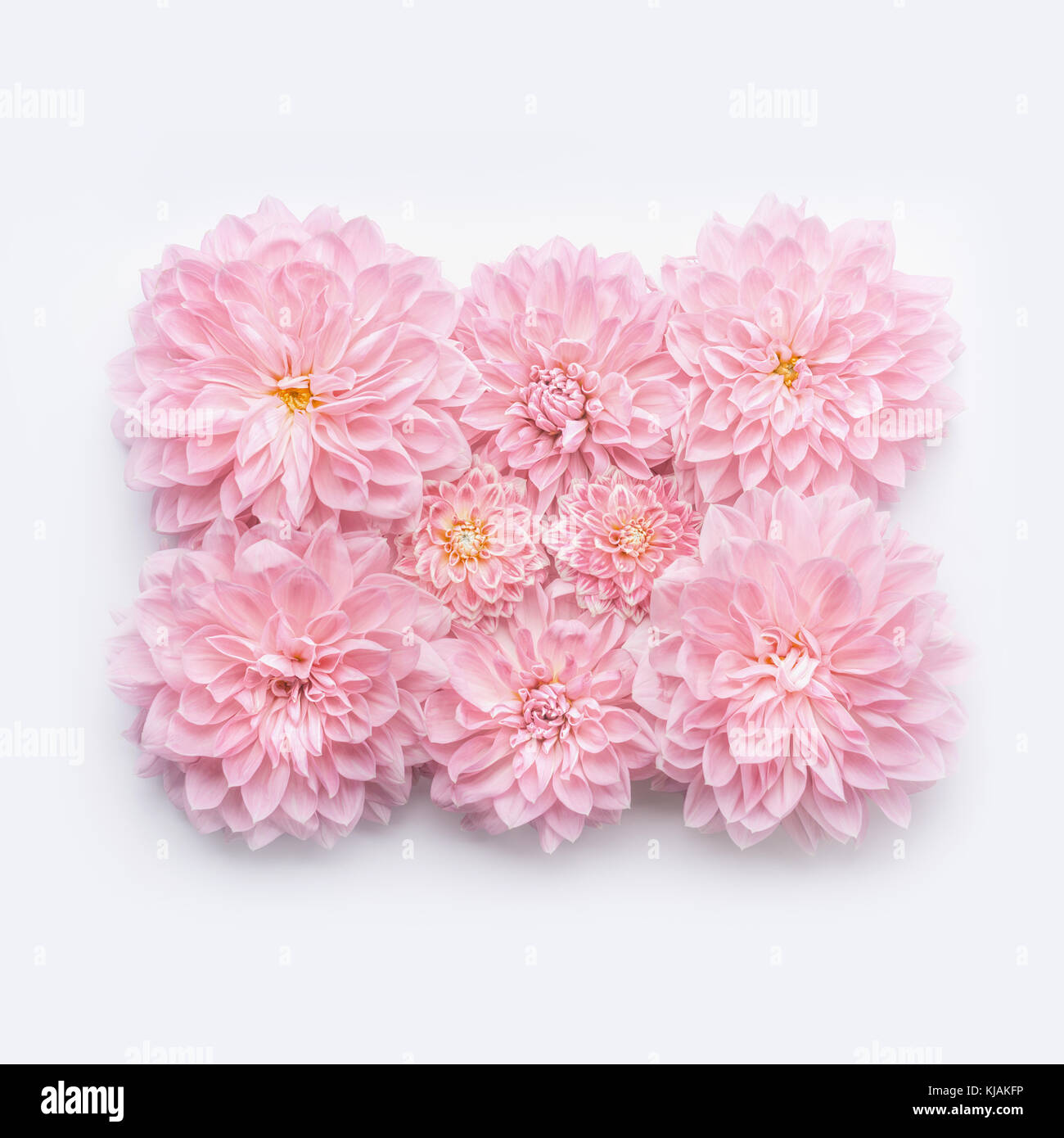 Creative Pastel pink flowers flat lay, top view, horizontal. Layout or ...