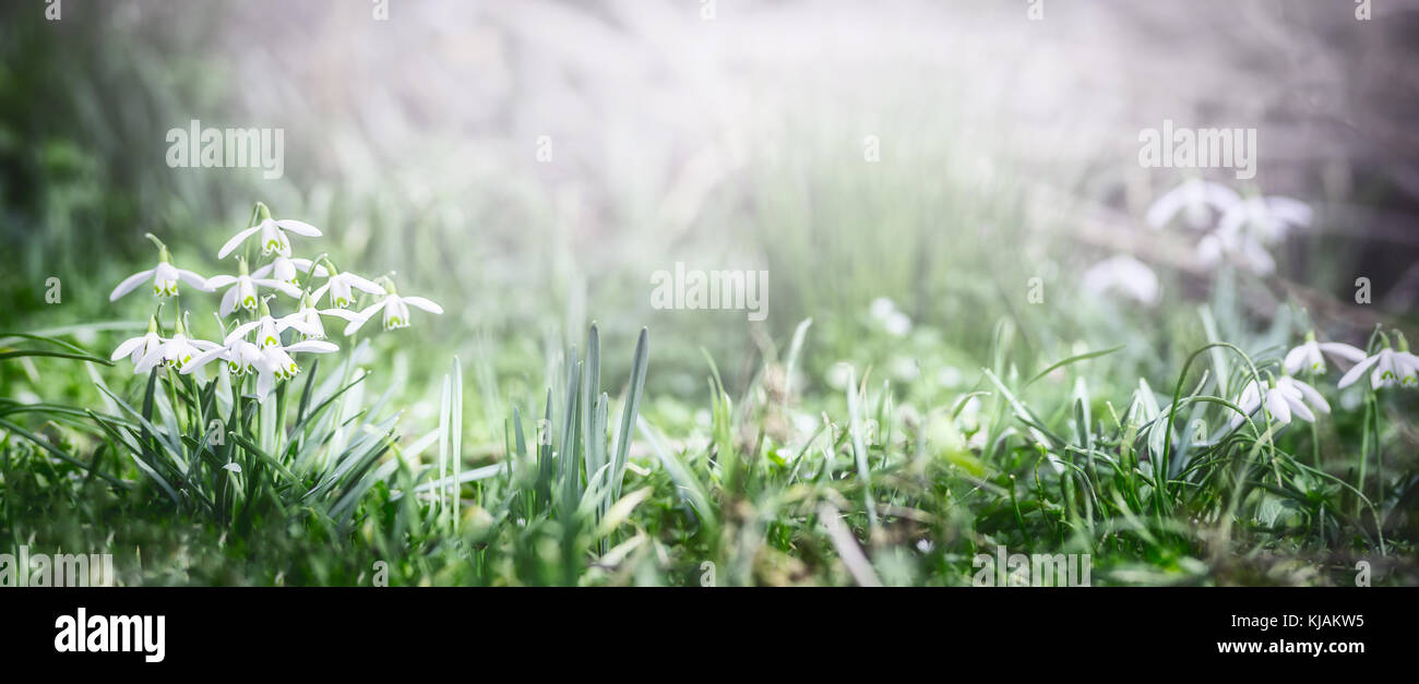 Springtime banner with snowdrops flowers at outdoor nature background ...
