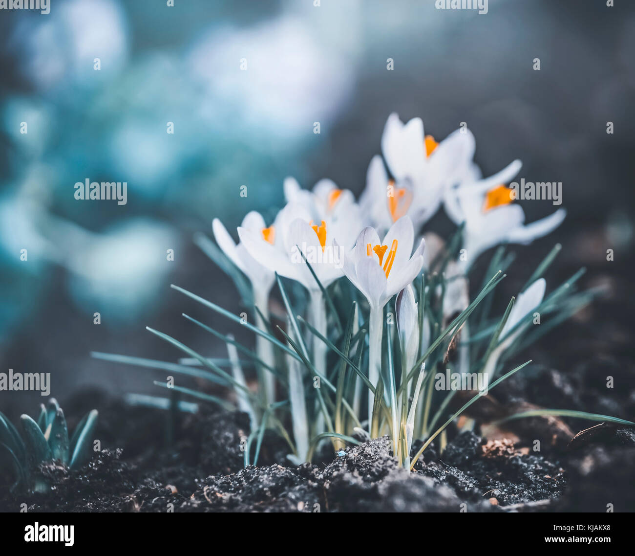 Springtime nature with close up of first crocuses Stock Photo - Alamy