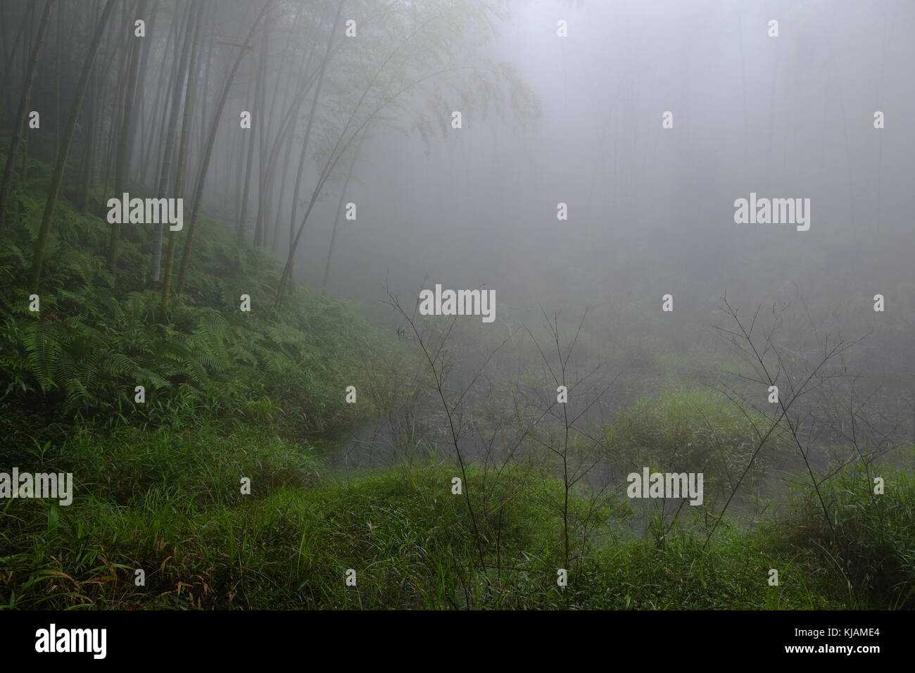 Foggy landscape pictures at the Shunan Bamboo Forest in China, Sichuan ...