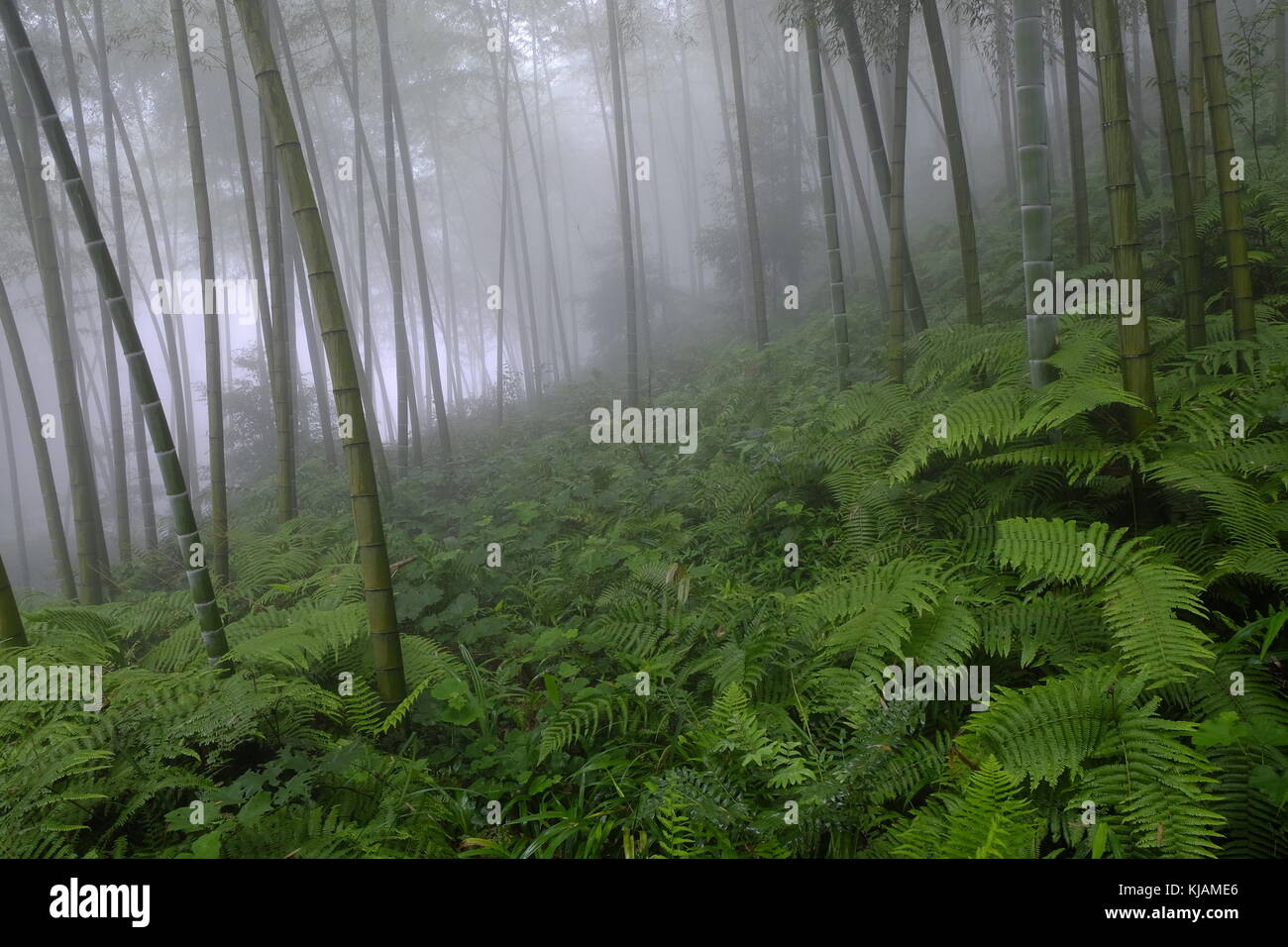 Foggy landscape pictures at the Shunan Bamboo Forest in China, Sichuan ...