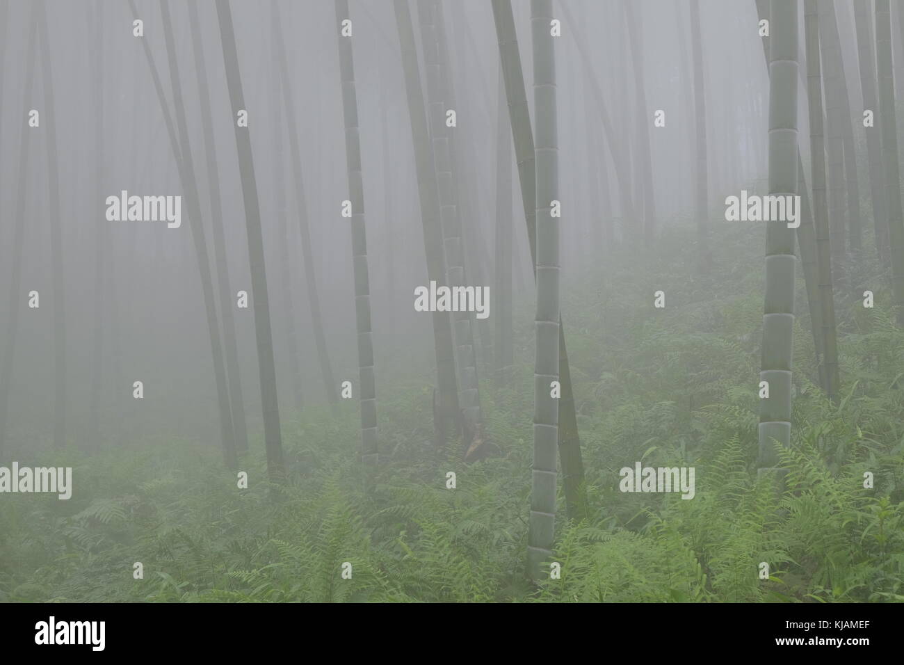 Foggy landscape pictures at the Shunan Bamboo Forest in China, Sichuan ...