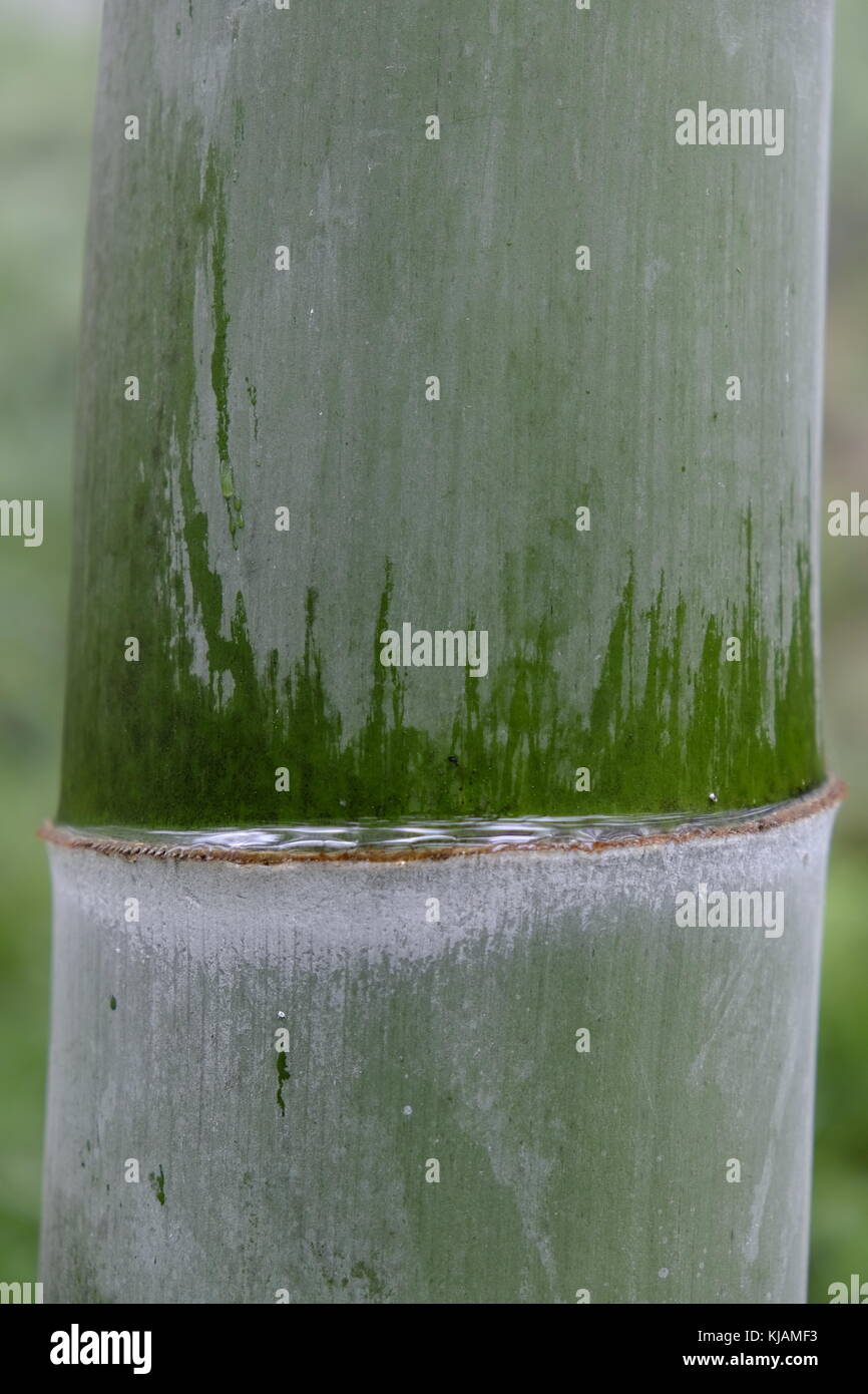 Close up bamboo portraits at the Shunan Bamboo Forest in Sichuan ...