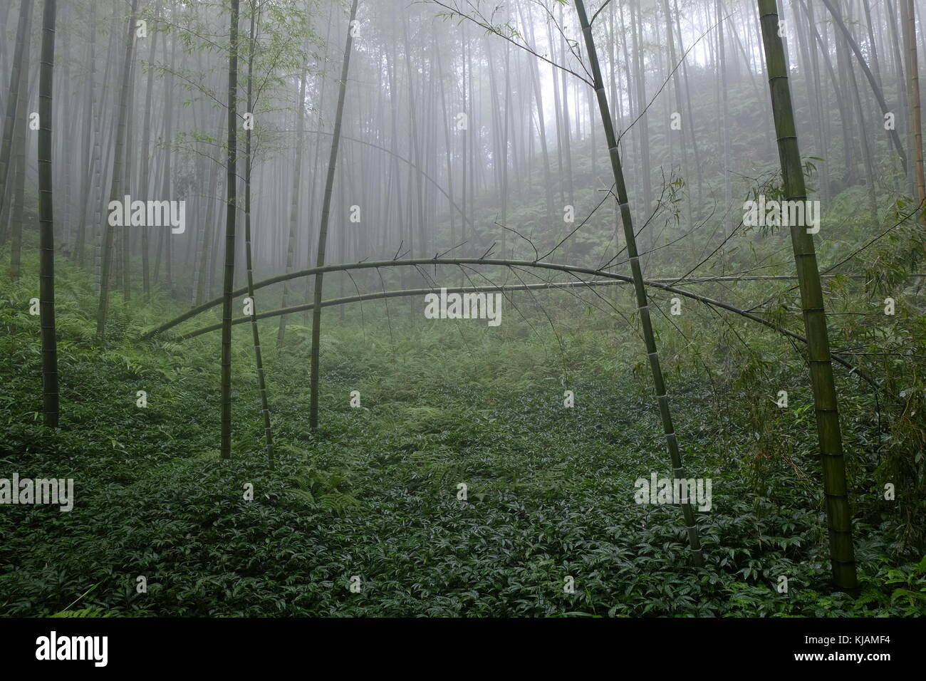 Foggy landscape pictures at the Shunan Bamboo Forest in China, Sichuan ...