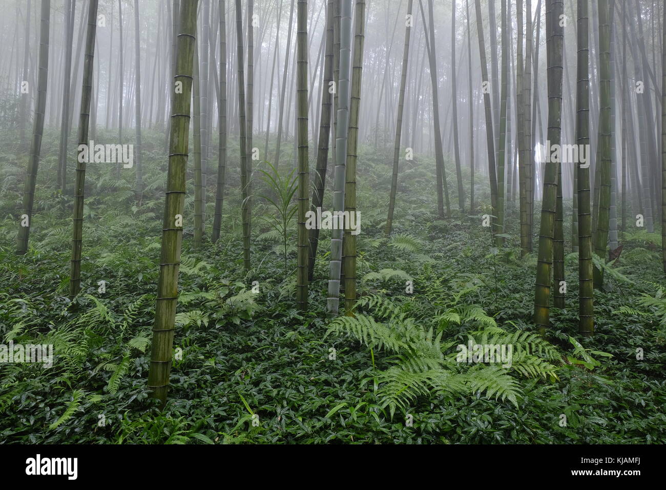 Foggy landscape pictures at the Shunan Bamboo Forest in China, Sichuan ...