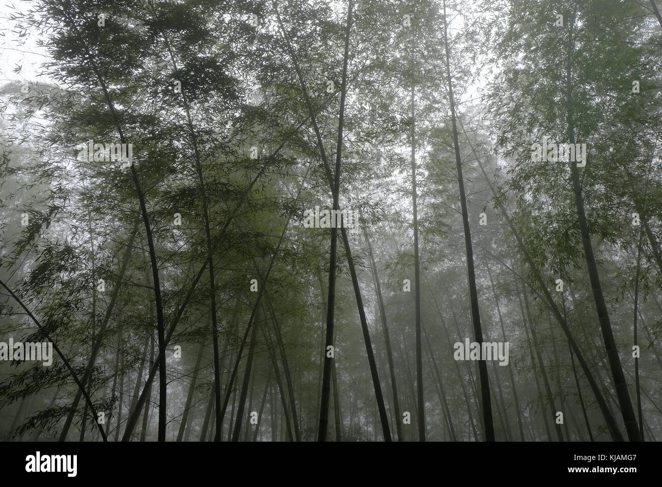 Foggy landscape pictures at the Shunan Bamboo Forest in China, Sichuan ...