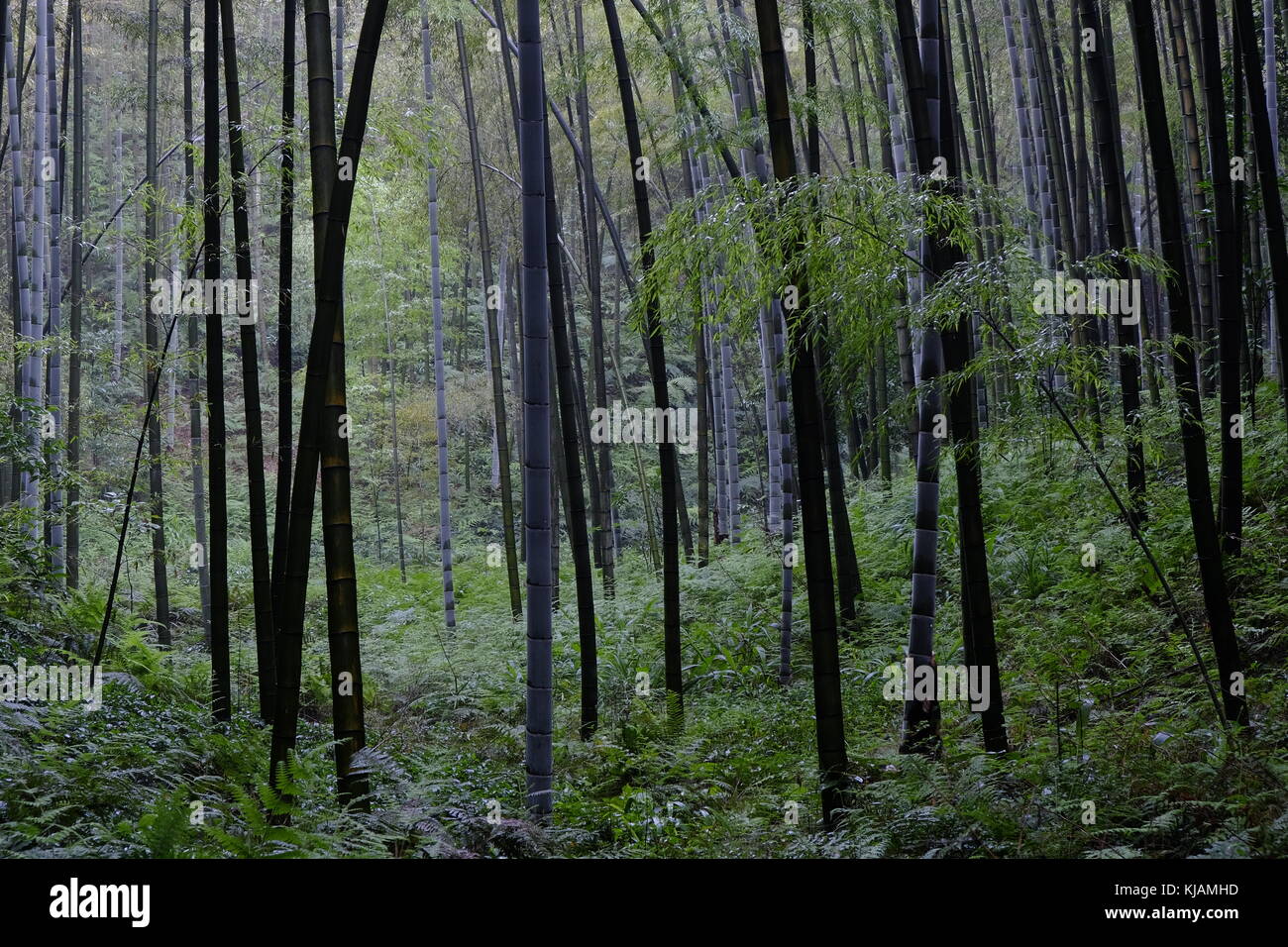 Deep green bamboo forest at the Shunan Bamboo Forest in Sichuan ...