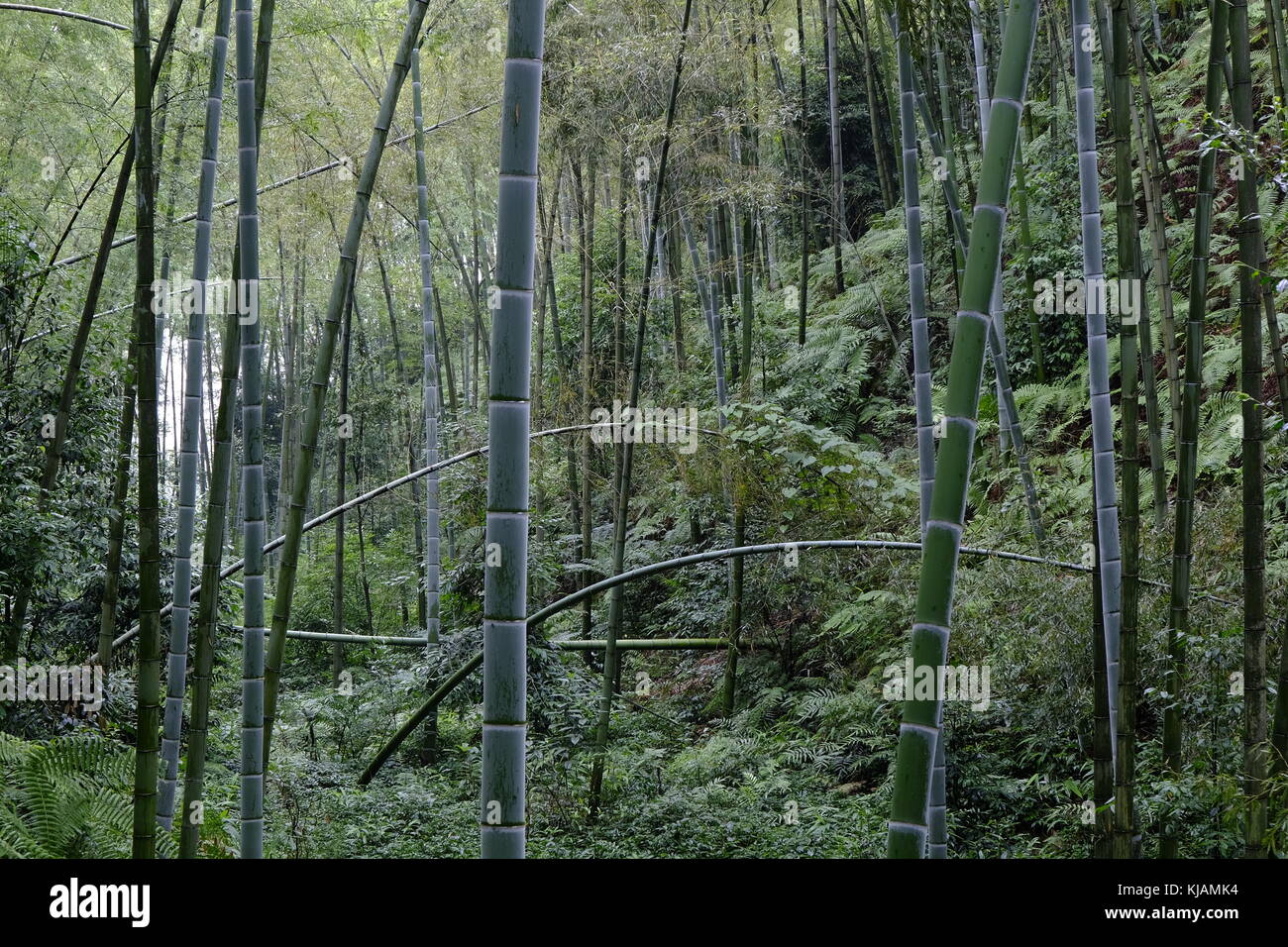 Deep green bamboo forest at the Shunan Bamboo Forest in Sichuan ...