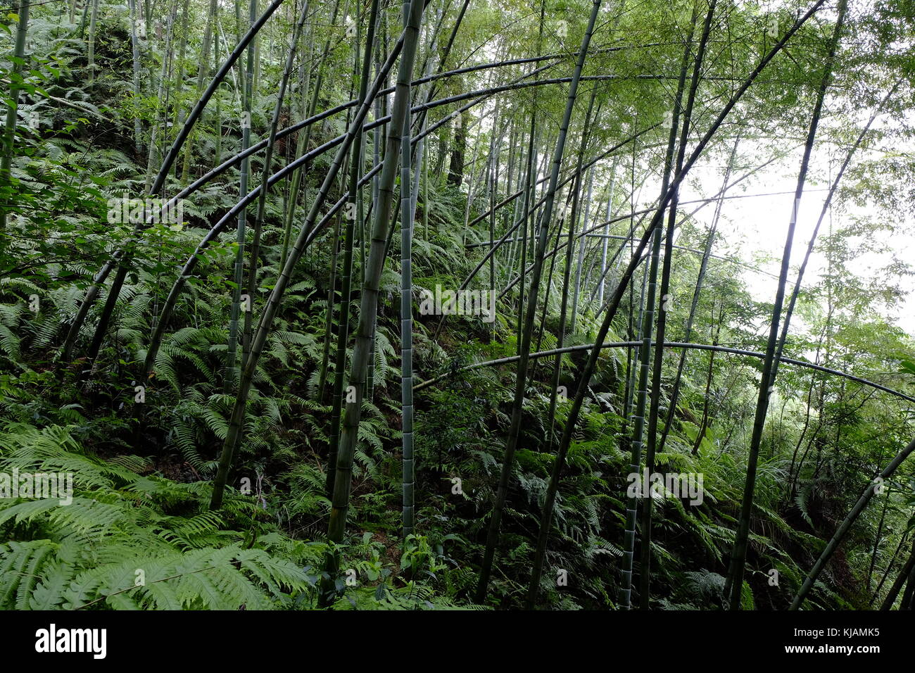 Deep green bamboo forest at the Shunan Bamboo Forest in Sichuan ...
