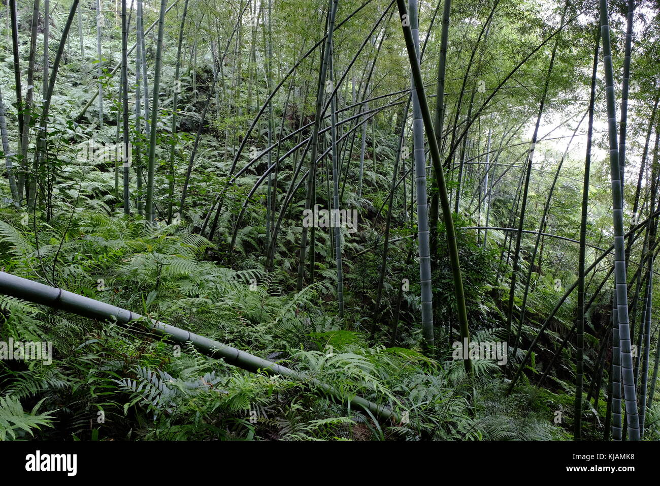 Deep green bamboo forest at the Shunan Bamboo Forest in Sichuan ...