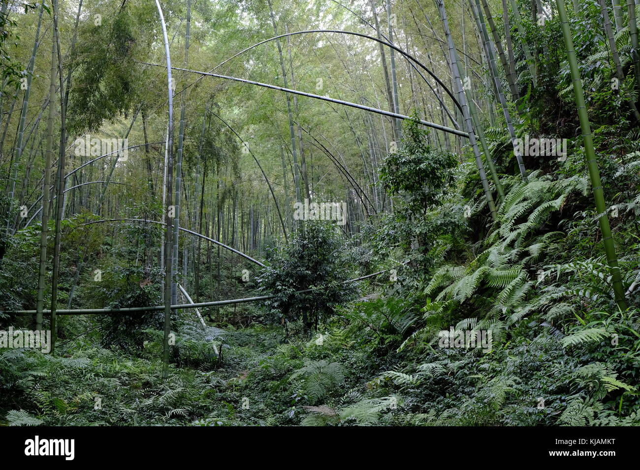 Deep green bamboo forest at the Shunan Bamboo Forest in Sichuan ...