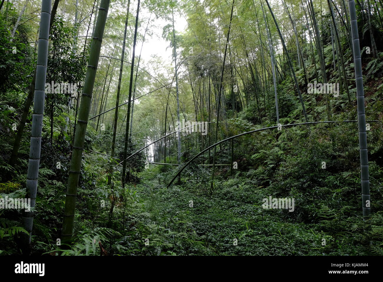 Deep green bamboo forest at the Shunan Bamboo Forest in Sichuan ...