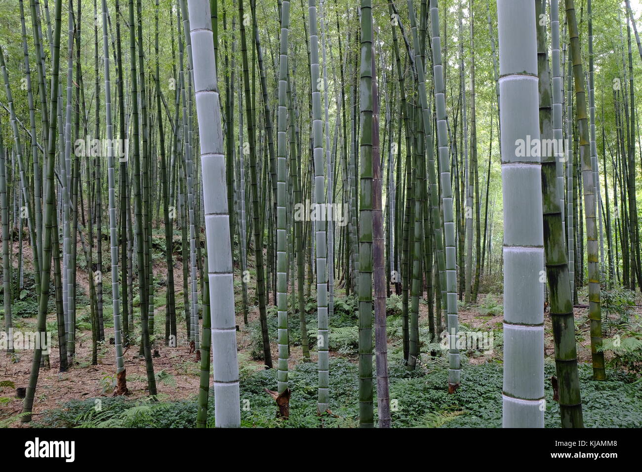 Deep green bamboo forest at the Shunan Bamboo Forest in Sichuan ...
