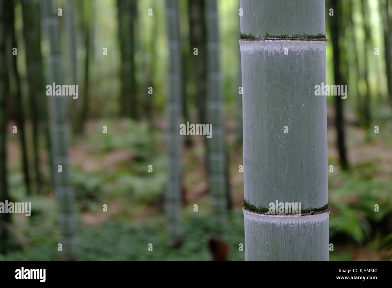 Close up bamboo portraits at the Shunan Bamboo Forest in Sichuan ...