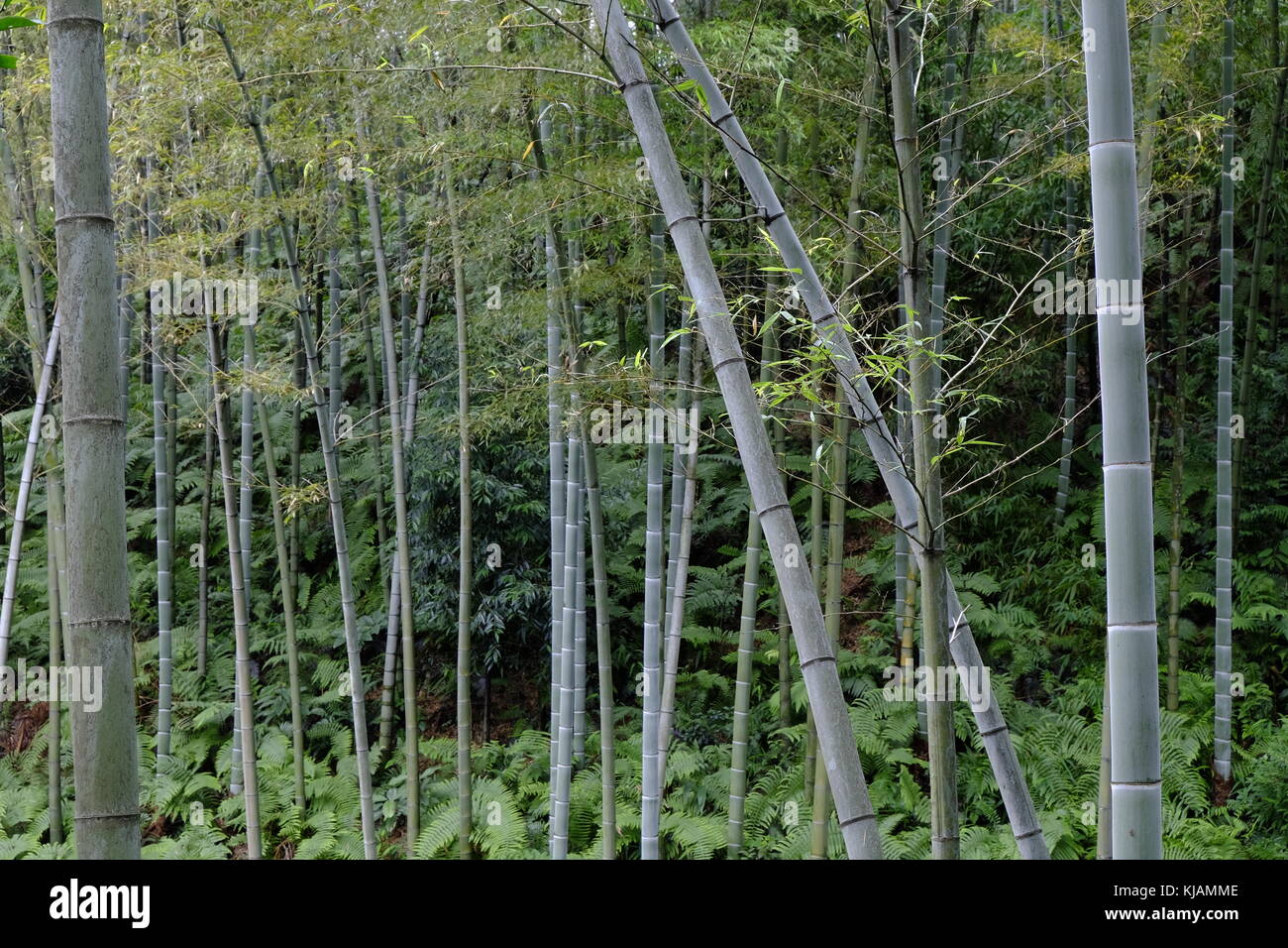 Deep green bamboo forest at the Shunan Bamboo Forest in Sichuan ...