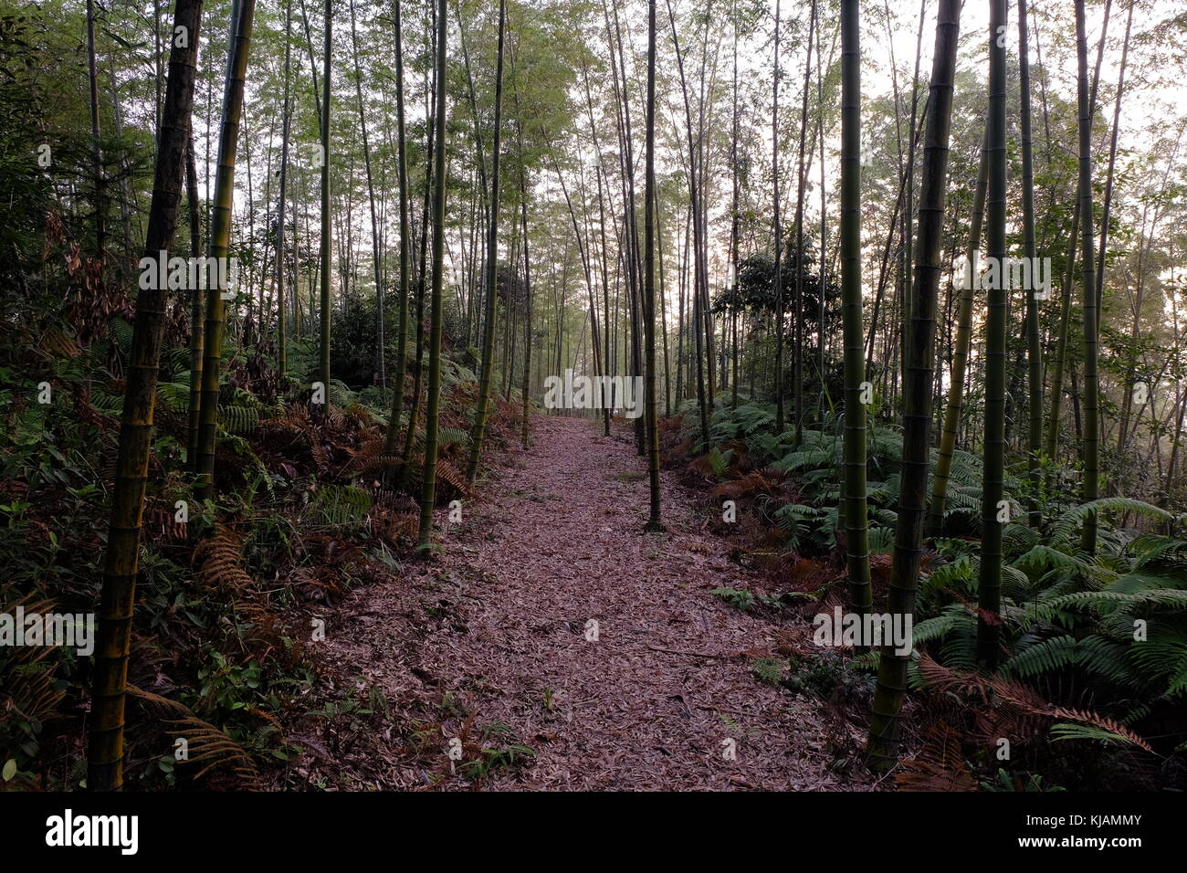 Pathway leading through the bamboo forest in the Shunan Bamboo Forest ...