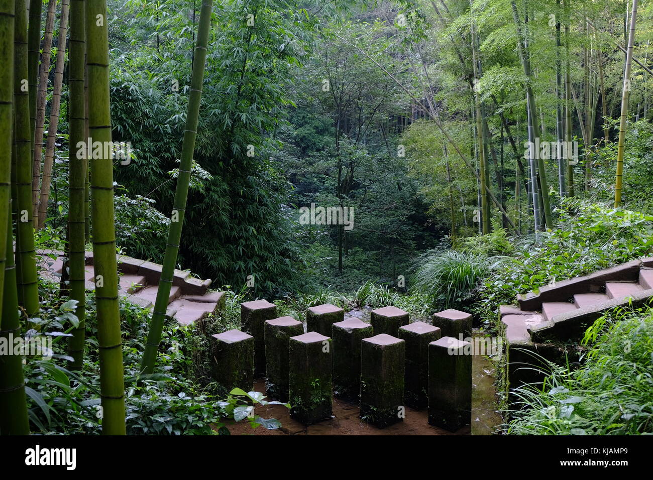 Pathway leading through the bamboo forest in the Shunan Bamboo Forest ...