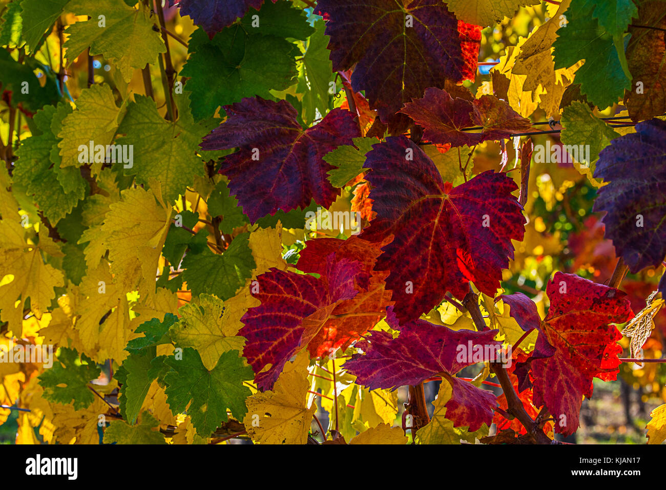 Colorful leaves of vines, autumn landscape Stock Photo - Alamy