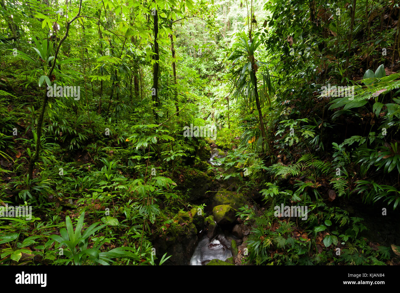 Morne Trois Pitons National Park, Dominica, Caribbean Stock Photo - Alamy