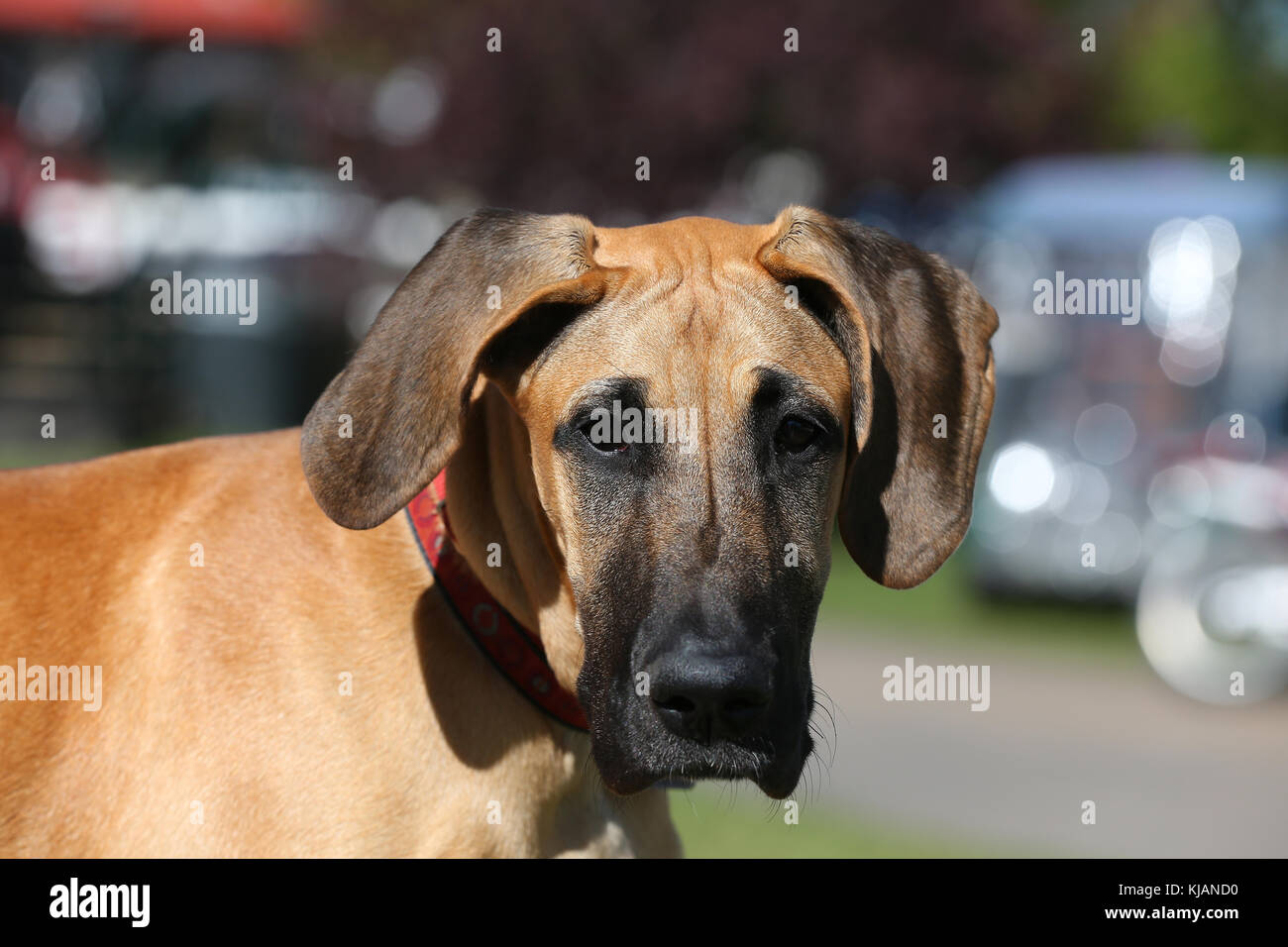 Great Dane Puppy dog landscape headshot looking at the camera Stock ...