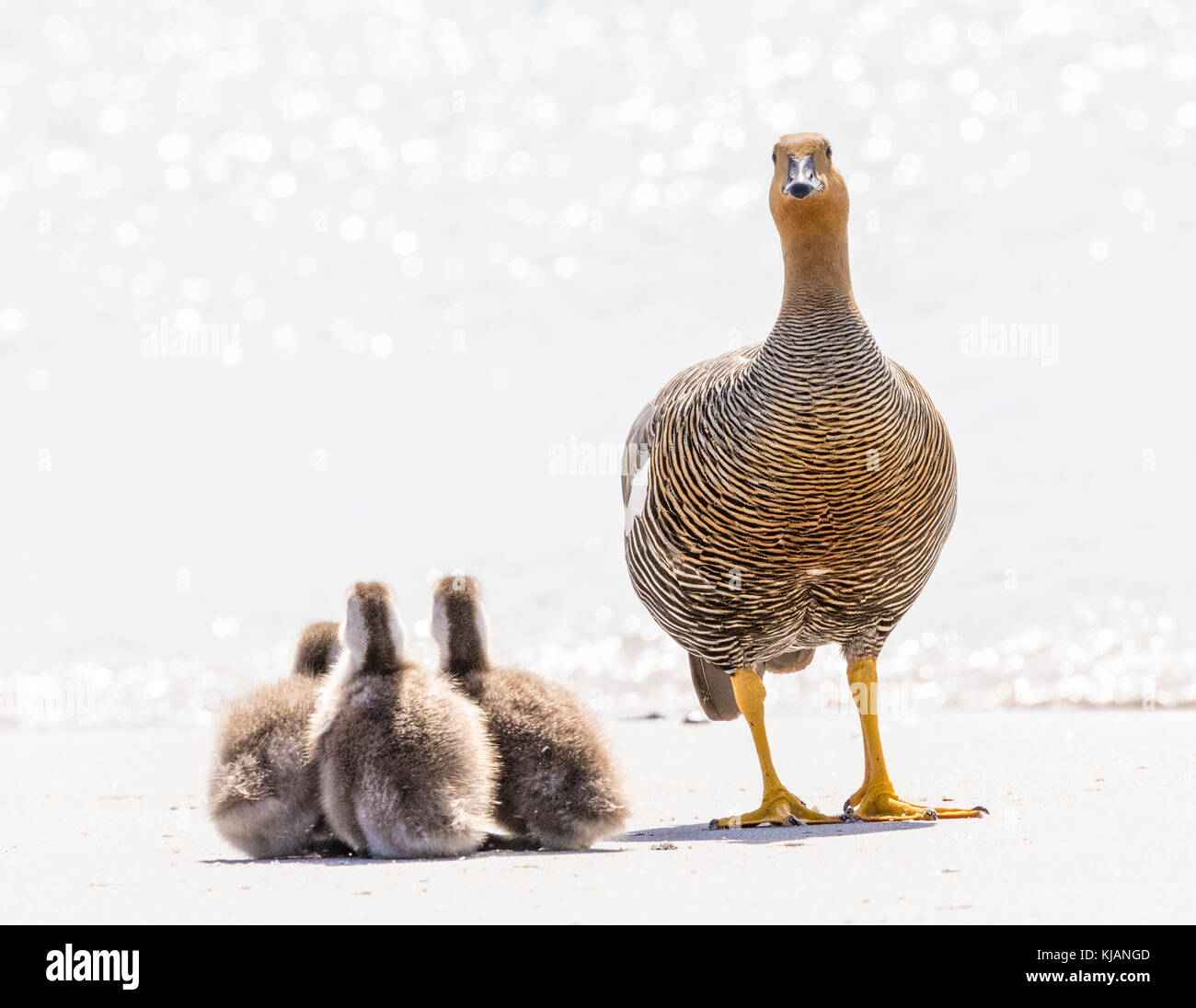 Upland goose with chicks on beach at Carcass Island, Falkland Islands ...