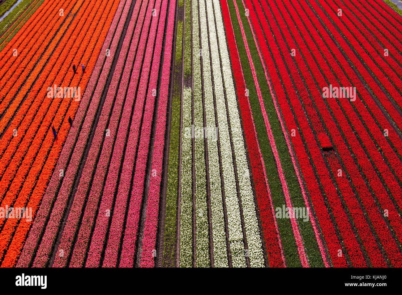 Aerial view of the tulip fields in North Holland, The Netherlands Stock ...