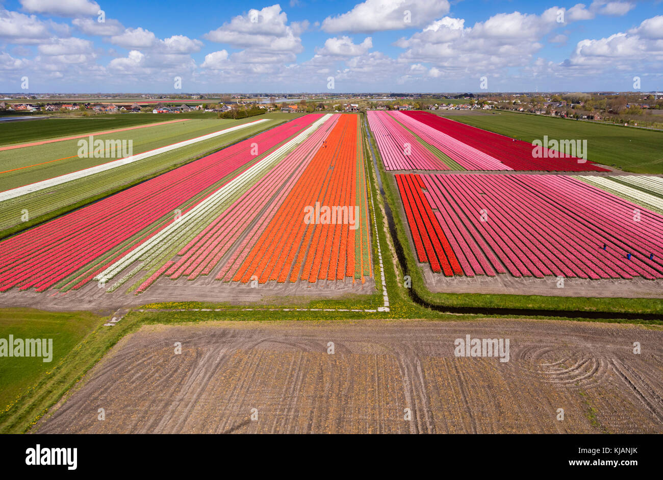Aerial view of the tulip fields in North Holland, The Netherlands Stock ...
