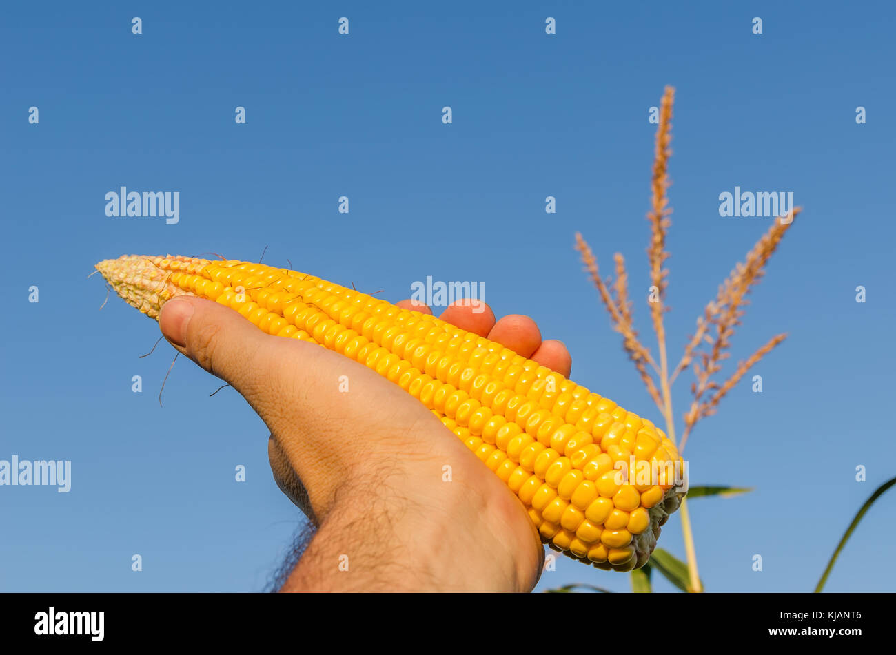 golden maize in farmers hand over field Stock Photo - Alamy