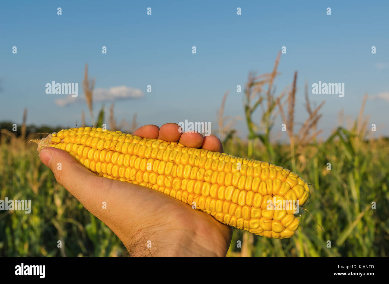golden maize in farmers hand over field Stock Photo - Alamy