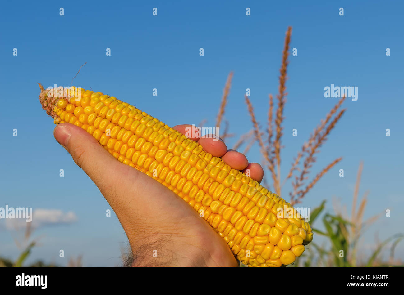 golden maize in farmers hand over field Stock Photo - Alamy