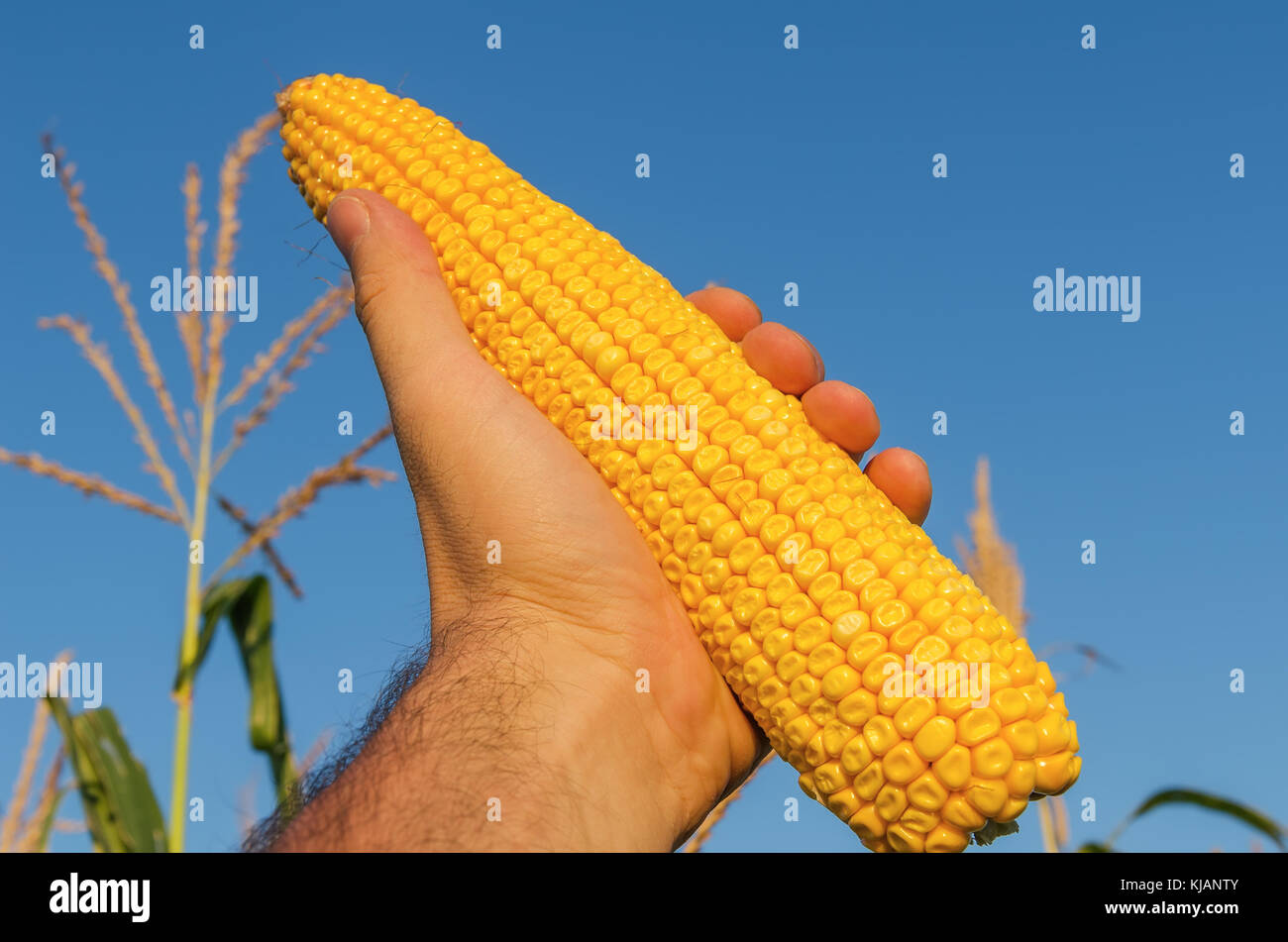 golden maize in farmers hand over field Stock Photo - Alamy